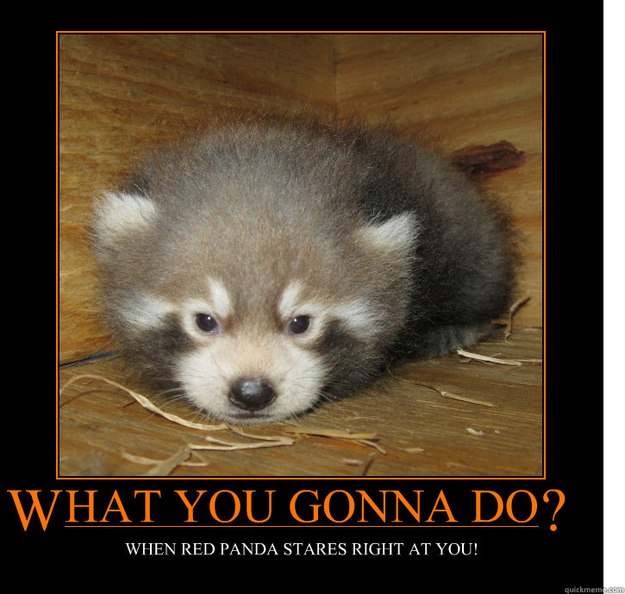 What You Gonna Do When Red Panda Stares Right At You Motivational Poster